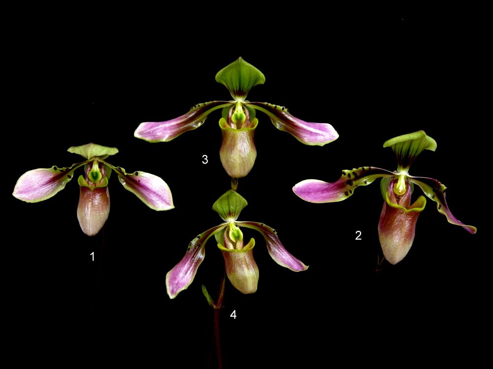 Der Paphiopedilum bullenianum Komplex